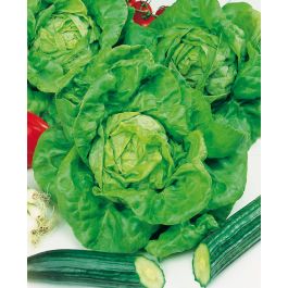 Kropsla John (kassla) kopen bij Garantzaden.nl